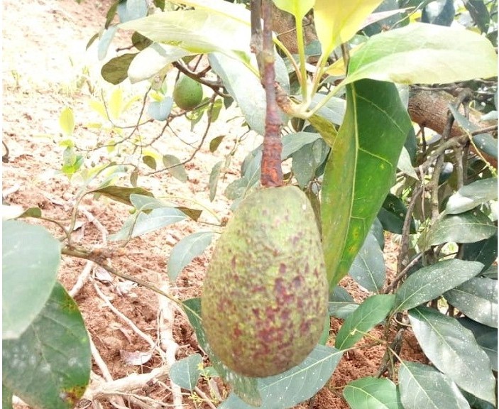 Wakora iki ngo urinde imbuto zawe udusimba tuzangiza zigahunguka ...