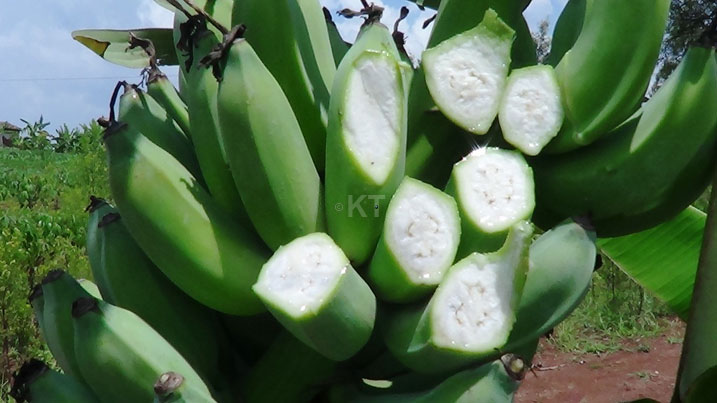 Kutamenya Kirabiranya byabaciyeho urutoki - Kigali Today