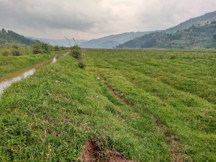 Gicumbi: Icyayi cyangijwe n’imyuzure kirimo gusimbuzwa icy’imusozi ...