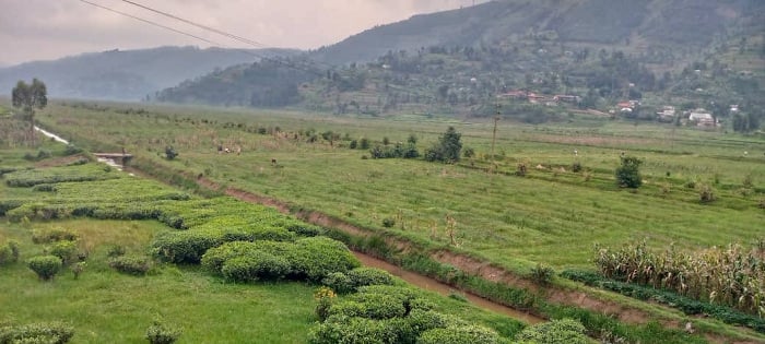 Gicumbi: Icyayi cyangijwe n’imyuzure kirimo gusimbuzwa icy’imusozi ...