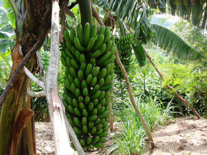 Ivugurura ryakozwe mu buhinzi bw’ibitoki ryatumye umusaruro wabyo ...