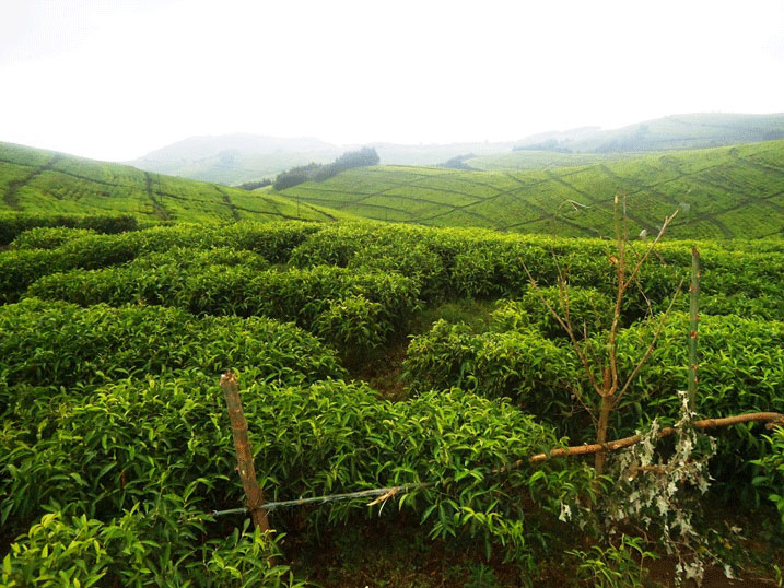 Rutsiro: Rwanda Mountain Tea yeguriwe imirima y’icyayi na NAEB - Kigali ...