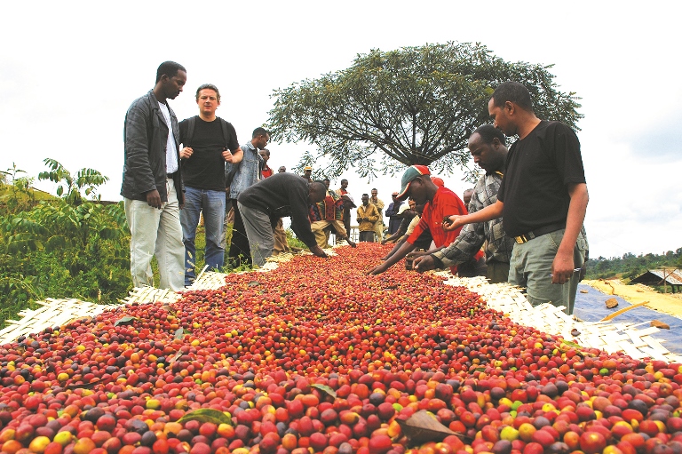 Umusaruro w’Icyayi n’Ikawa ugiye kujya uhesha abahinzi babyo inguzanyo ...
